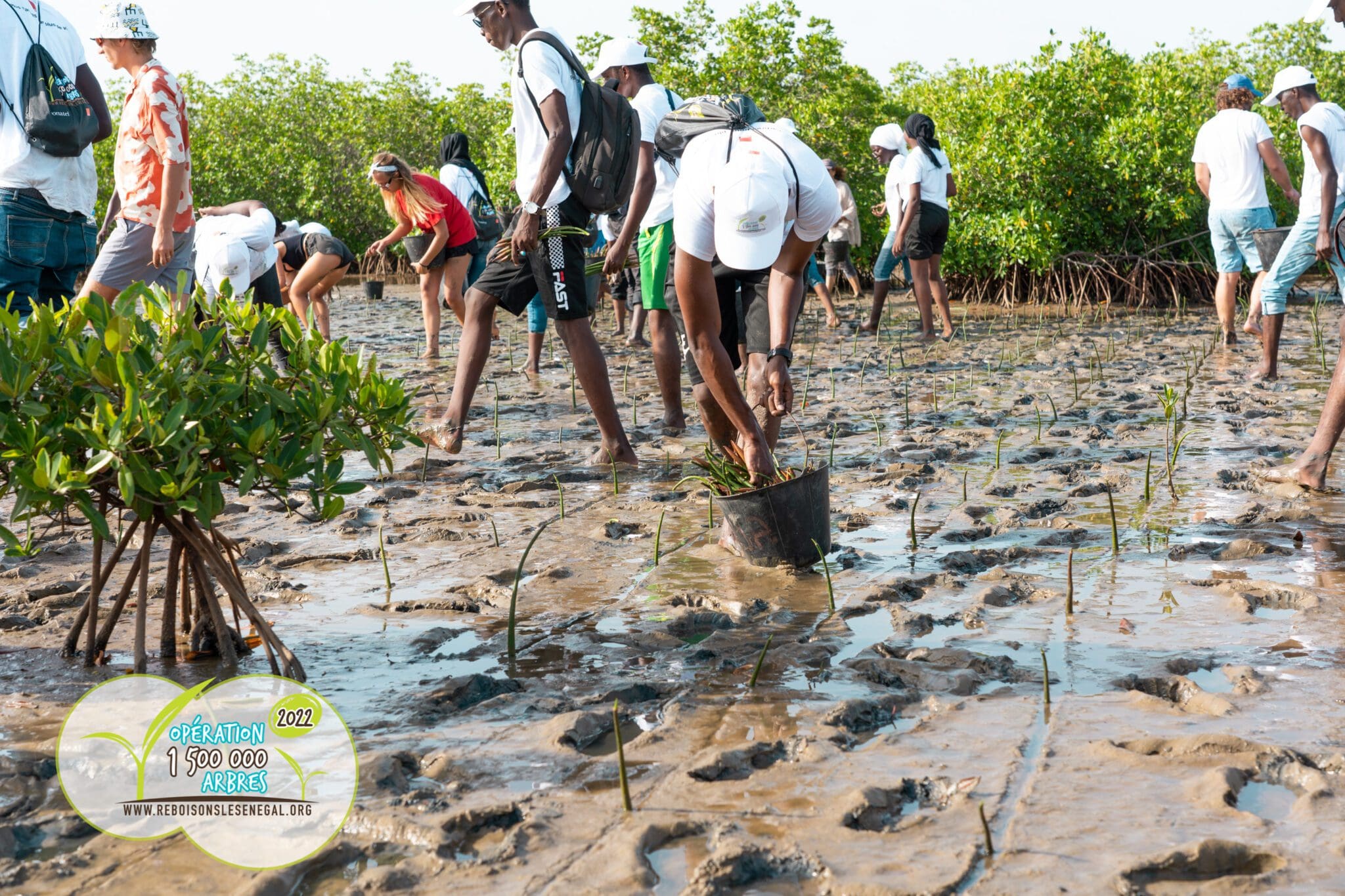 Sénégal : la reforestation des mangroves du Saloum, un rempart contre l ...